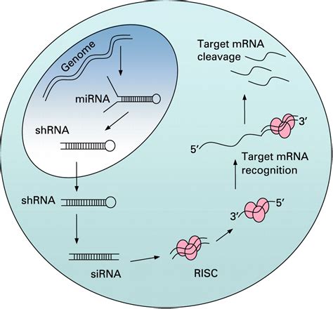 Rna Interference Screening Demystified Journal Of Clinical Pathology