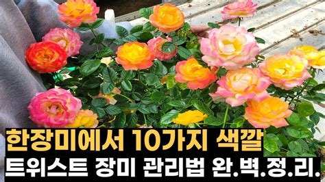 한 장미에서 10가지 색깔 트위스트장미 관리법 완벽정리 Youtube