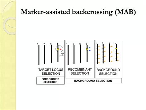Marker Assisted Selection In Crop Breeding Pptx