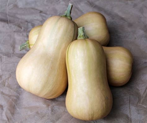 Isabelle F1 Agri Saaten