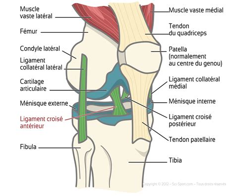 Larticulation Du Genou Et Les Principaux Ligaments Anatomie Du Corps