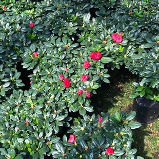 盆栽本地红杜鹃花 比利时杜鹃花西洋杜鹃 花农产地批发 阿里巴巴