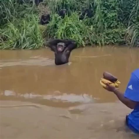 Chimps Heartfelt Reaction On Seeing The Careraker Who Rescued Him