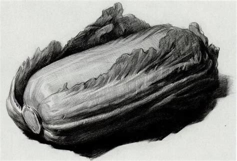 超強幹貨丨素描蔬菜之大白菜 每日頭條