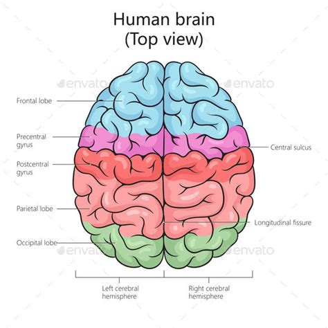 Human Brain Structure Diagram Medical Science Vectors Graphicriver