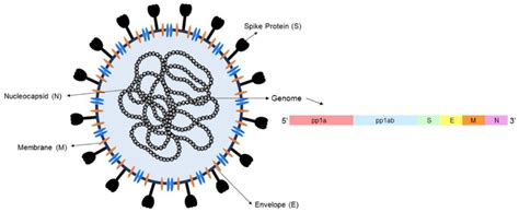 Sars Cov Structural Proteins S N M And E And Pp1a And Pp1b Download Scientific Diagram