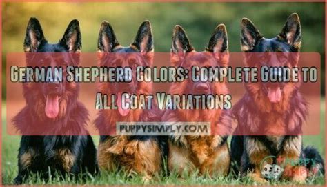 German Shepherd Colors Complete Guide To All Coat Variations