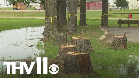 Mystery Illness Killing Arkansas Pine Trees What We Know Thv Com
