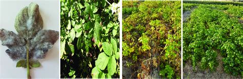 Symptoms Of Late Blight Phytophthora Infestans Infection On Potato