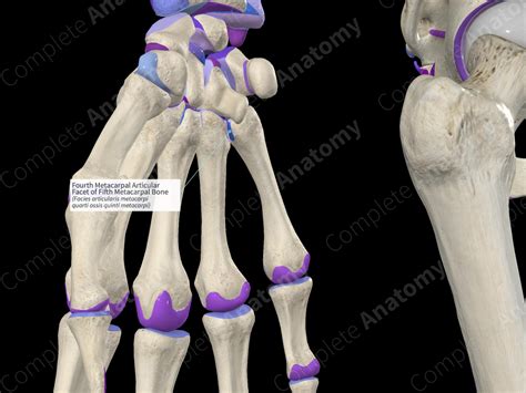 Fourth Metacarpal Articular Facet Of Fifth Metacarpal Bone Complete Anatomy Fourth Metacarpal Articular Facet Of Fifth Metacarpal Bone Complete Anatomy