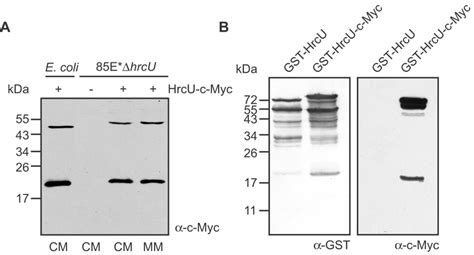 Hrcu Is Cleaved In E Coli And X Campestris Pv Vesicatoria A Download Scientific Diagram