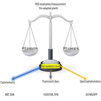 Optimization Of ROS Measurement And Localization In Plant Tissues Challenges And Solutions