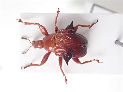 未使用Attelabidae11 オトシブミの仲間 翅に大きな突起が出るの落札情報詳細 ヤフオク落札価格検索 オークフリー