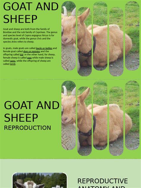 Goat And Sheep Reproductive System Pdf Reproductive System Luteinizing Hormone