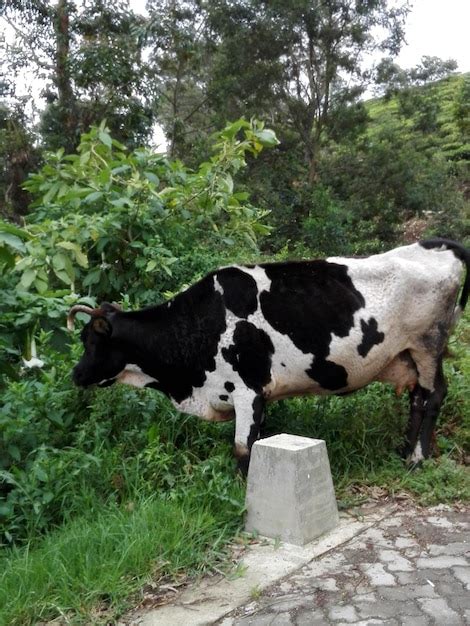 La Vaca De Pie En El árbol Foto Premium