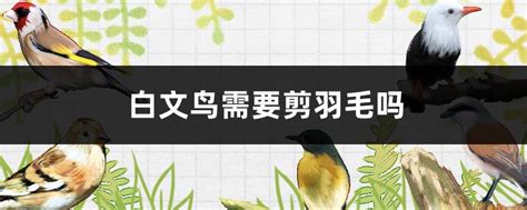 白文鸟需要剪羽毛吗 懂鸟帝