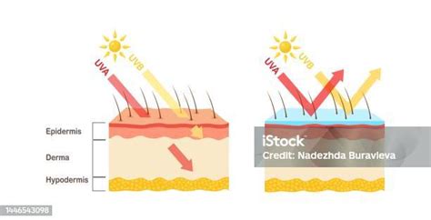 자외선 차단 자외선 차단제 로션은 Uva Uvb 광선으로부터 인간의 피부를 보호합니다 햇볕 차단 로션에 대한 스톡 벡터 아트 및 기타 이미지 햇볕 차단 로션 보호