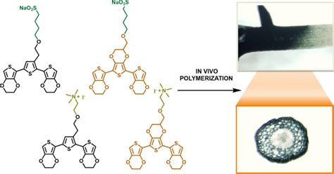 Conductive Elastomers With Tuneable Properties For Smart Wearable Electronics Texthiol