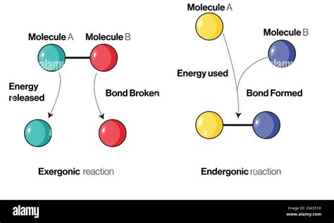 Detailed Vector Illustration Of Endergonic And Exergonic Reactions For Biochemistry