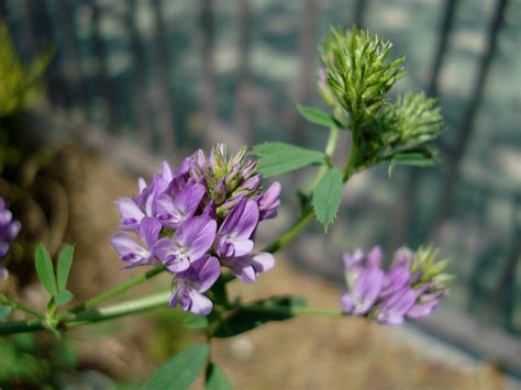 식물 자주개자리 식물 생물종 Bric