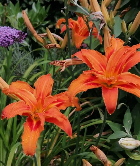 Orange Daylilies Orange Daylily Hemerocallis Fulva From Classic