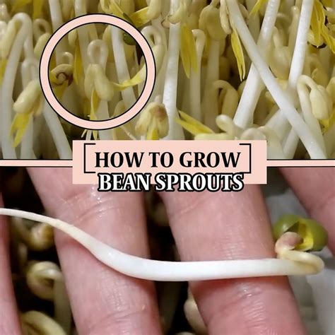 Step By Step Guide To Grow Bean Sprouts Easily 🌱 Step By Step Guide
