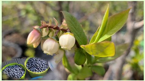 옥상에서 예쁜 블루베리 꽃 잔치가 벌어졌어요 블루베리 키우기 Youtube