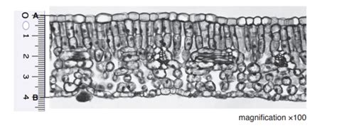 Structure Of A Leaf A Level Biology Past Papers Infoupdate Org