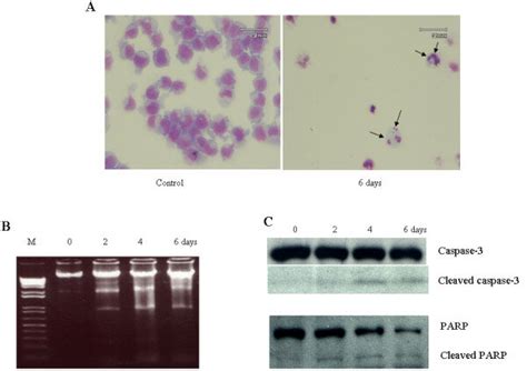 atra induces apoptotic cell death in gist t1 cells panel a shows the download scientific