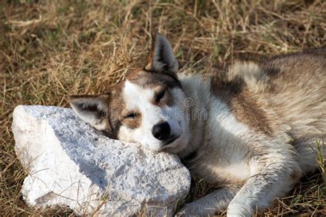 Бездомная собака спит на камне Стоковое Фото изображение насчитывающей отдыхать лапка 27805700