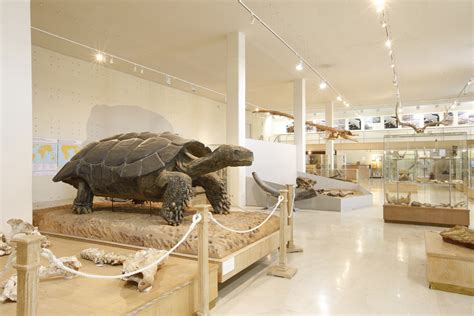 Traveling Back 500 Million Years