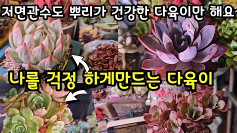 갈수록 걱정 되는 다육이 보다일전한 방법 으로 배운데로 해보려구요~😂뿌리가 튼튼한 다육이만 저면관수로 해요~🌸 Youtube