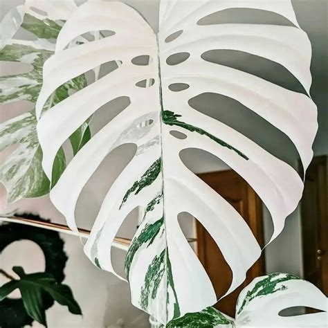 قیمت و خرید برگ انجیری ابلق 17