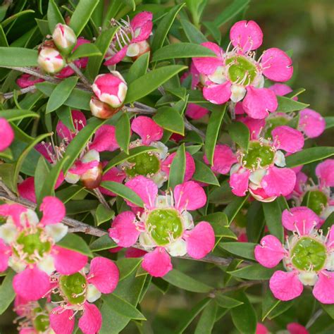 Leptospermum Dwarf Tea Tree Burgundy 6 Pot Hello Hello Plants And Garden Supplies