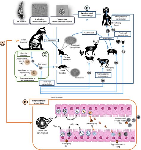 Toxoplasma Gondii Life Cycle Animation