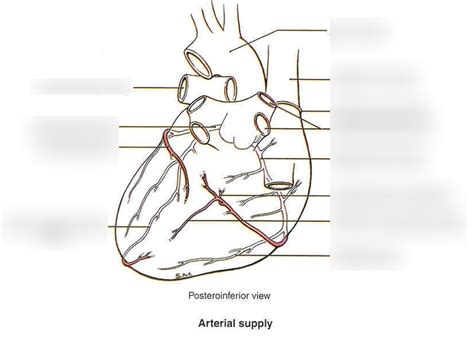 Heart Circulation Posterior Diagram Quizlet