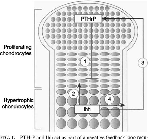 Parathyroid Hormone Feedback Loop
