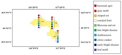 Convolution Network Enlightened Transformer For Regional Crop Disease Classification