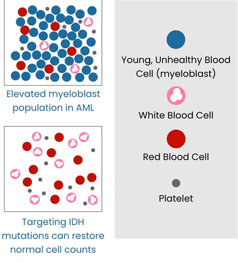 Targeted Therapies For AML My AML Journey