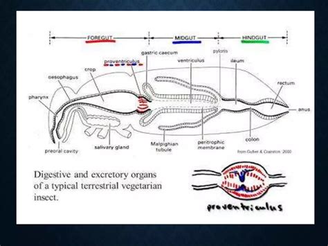 Excretory Organs In Insects Pptx