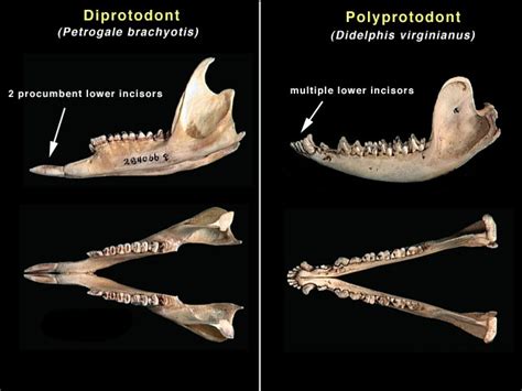 Polyprotodont Animal Diversity Web
