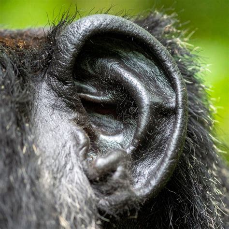 Primate Listening Chimpanzee Ear Detail Stock Illustration