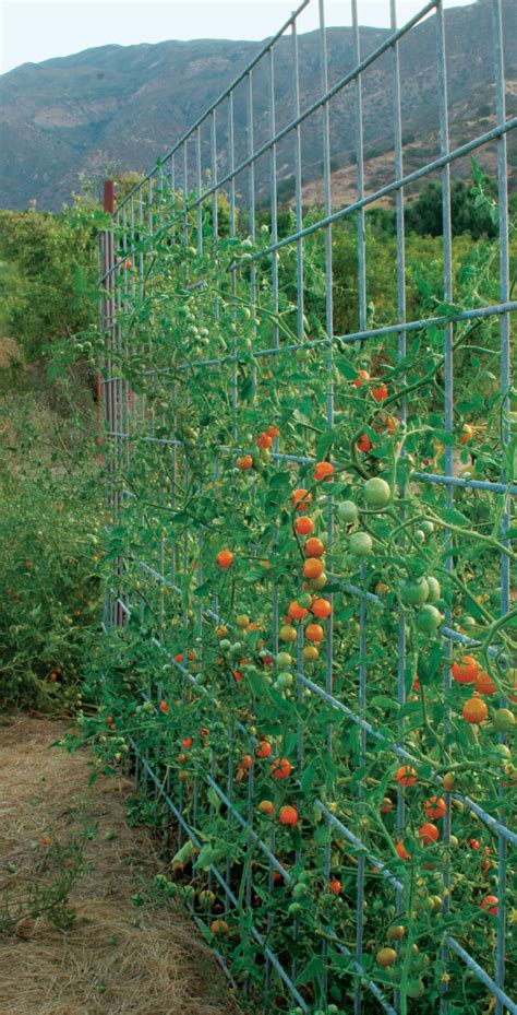 Vs String Trellis Growing Tomatoes