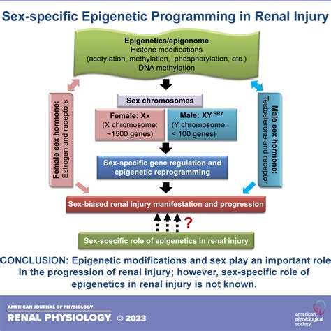 Sex Specific Epigenetic Programming In Renal Fibrosis And Inflammation