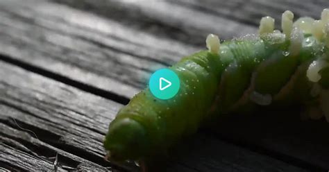 Manduca Quinquemaculata Tomato Hornworm Infested With Cotesia