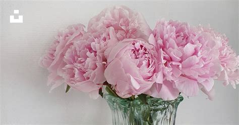 투명 유리 꽃병에 분홍색 꽃 사진 Unsplash의 무료 꽃 이미지