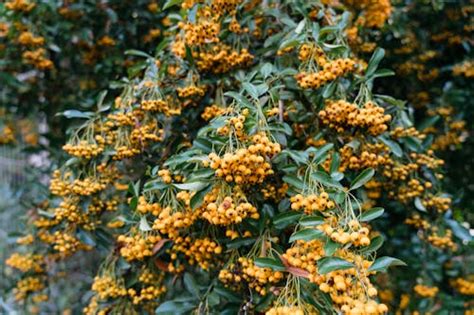 가을 가지 건강한 경치 관목 관상용 식물 나뭇잎 농작물 다채로운 리프 텍스처 베리 클러스터 베리류 불꽃 상록수 선명한 성장 수직 쐈어 식물