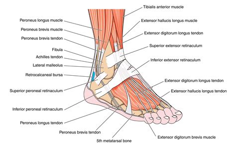 Common Ankle And Foot Disorders Comprehensive Diagnosis And Treatment