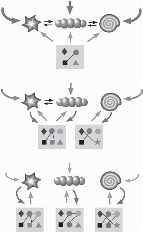 2 Schematic Representation Of Evolutionary Partitioning Of A