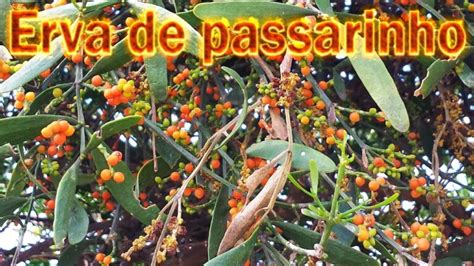 Tipos De Erva De Passarinho Guia Completo Para Escolha E Cuidados